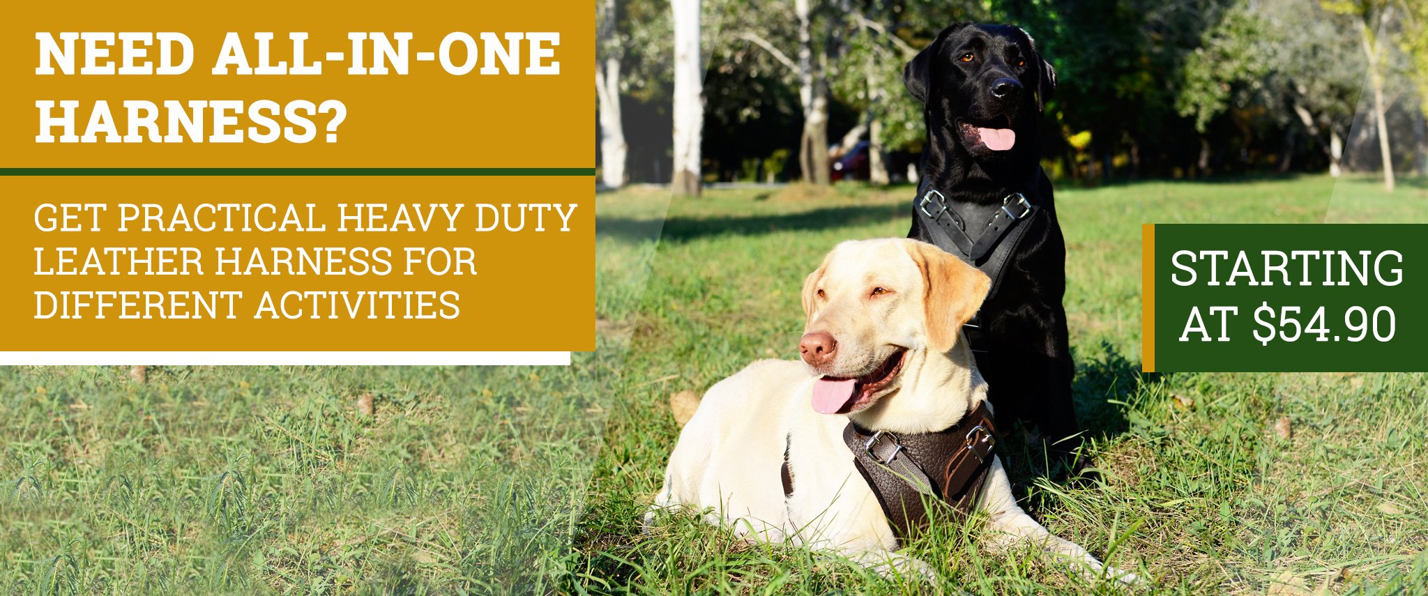 Labrador dog harness, Labrador dog muzzle, Labrador dog collar, Dog leash