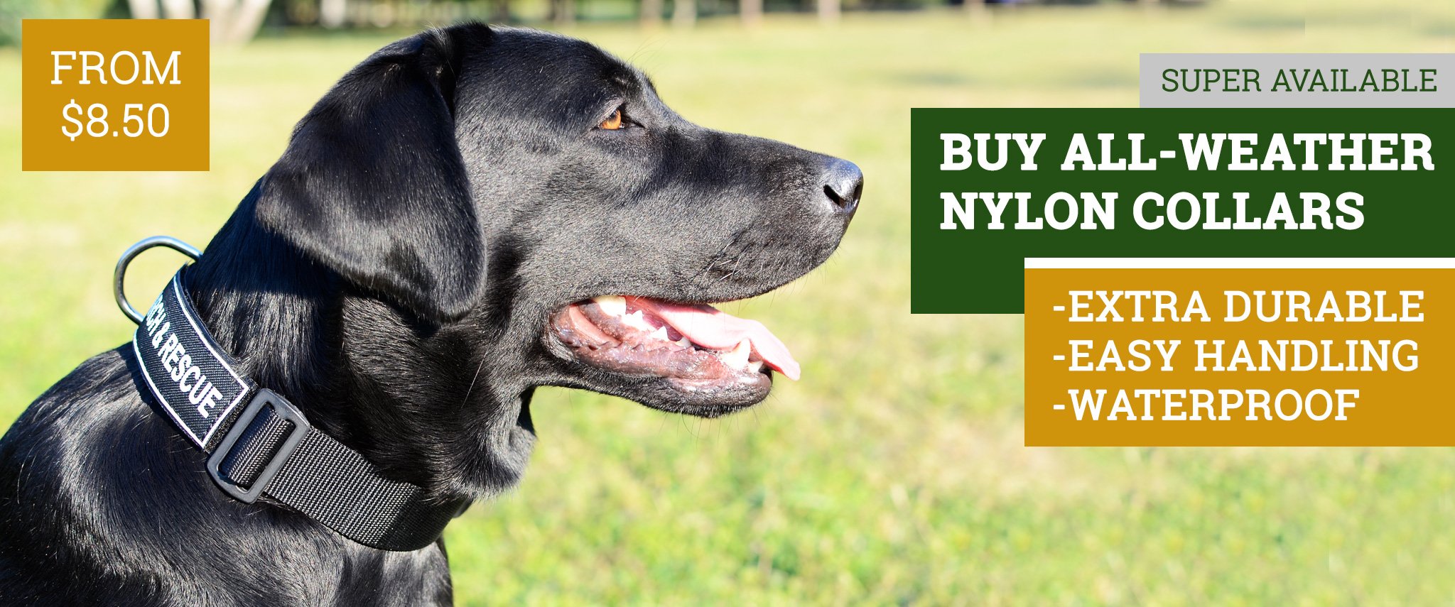 Labrador dog harness, Labrador dog muzzle, Labrador dog collar, Dog leash